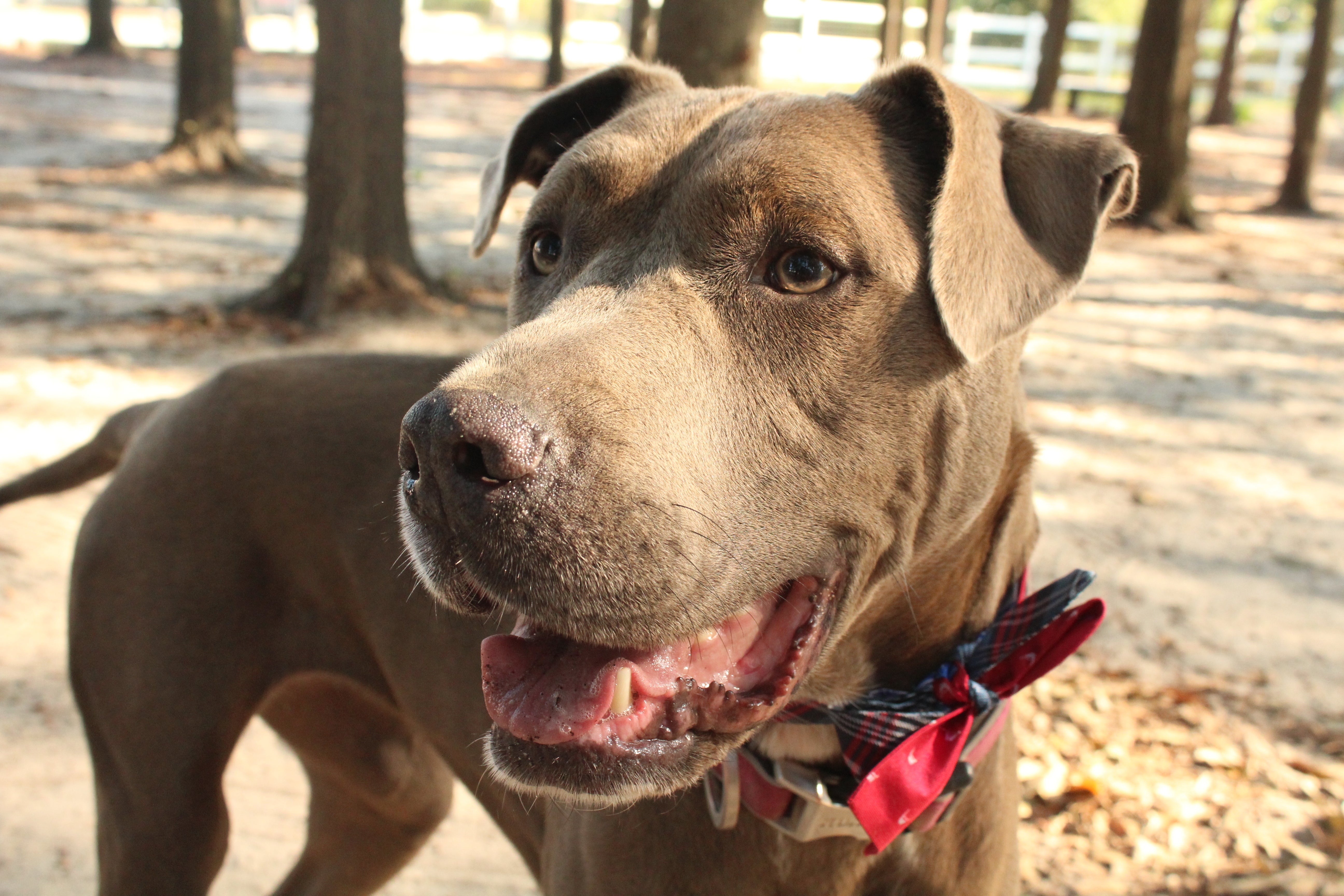 Deck Head Pup of the Month #2!